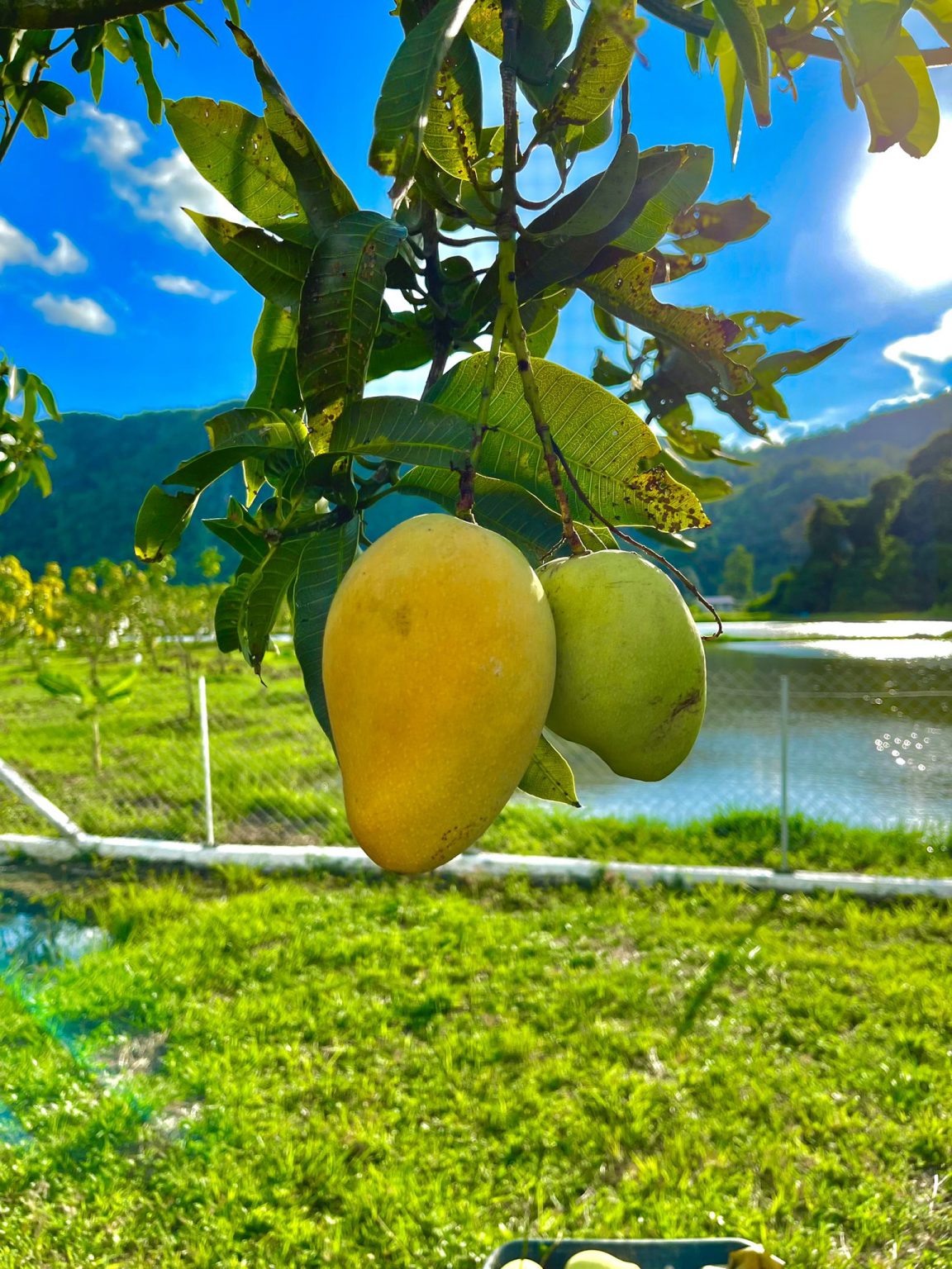 Mangga Harumanis Ori Perlis – Perdana4u.com